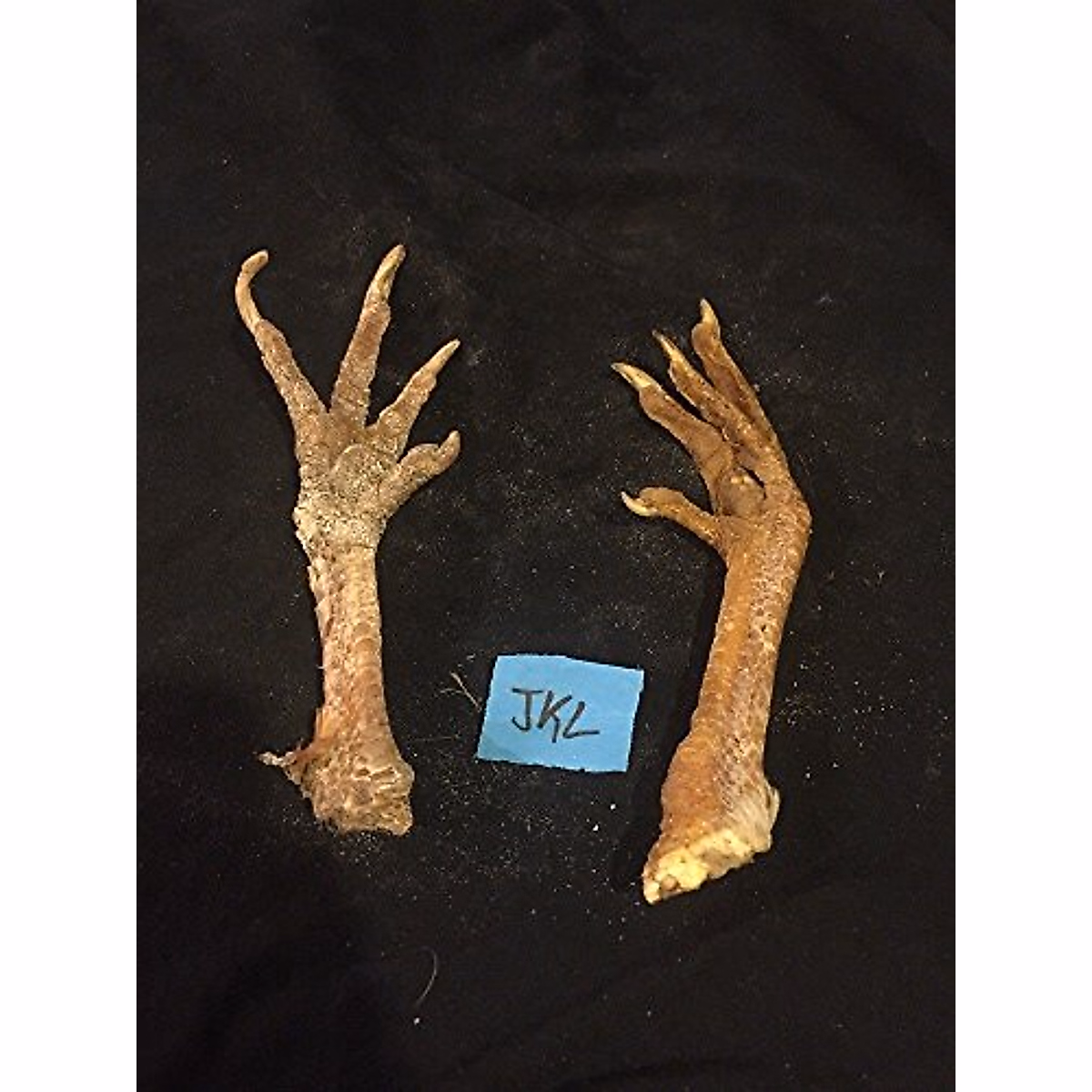 2 Real Chicken Feet Taxidermy Arts Witchcraft Spell Voodoo Hoodoo