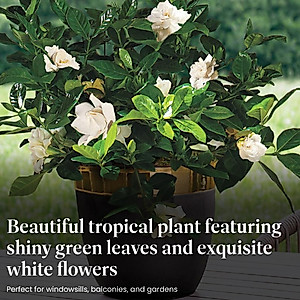 American Plant Exchange Gardenia Veitchii Bush, Fragrant White Flower Blooms, Live Gardenia Plant, 6-Inch, Ideal for Home and Garden Decor