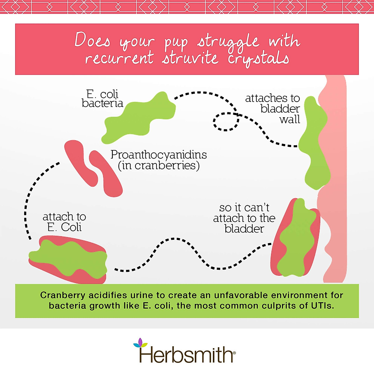 Herbsmith Bladder Care for Cats and Dogs – Maintains Urinary Health for Dogs and Cats – Dog and Cat Kidney Support – 90 Tablets