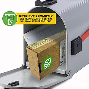 Dwarf Everbearing Black Mulberry Tree Live Plant - Morus nigra - Wellspring Gardens Premium Fruit Tress Live Plants - Great for Nature Lovers &amp; Gardeners - Perfect for Outdoor and Indoor Fruit Trees