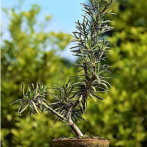 CHUXAY GARDEN Chinese Podocarpus Seeds for Planting Privacy Screen Dwarf Shrubs Evergreen Conifer Bushes Podocarpus Macrophyllus Seed 30 Seeds Hardy Tree Fast Growing Great for Bonsai