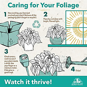 Altman Plants, Classic Houseplant Collection (4PK) Live Plants Indoor Plants Live Houseplants in Plant Pots, Easy House Plants Indoors Live, Snake Plant, Pothos in Potting Soil, Clean Air Plants