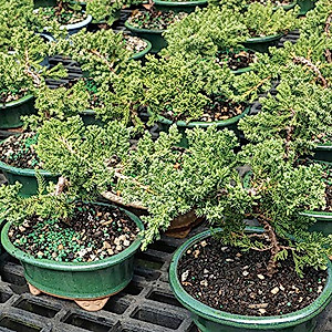 Brussel's Bonsai Live Green Mound Juniper Outdoor Bonsai Tree-3 Years Old 4" to 6" Tall with Decorative Container-Not Sold in California, Blank