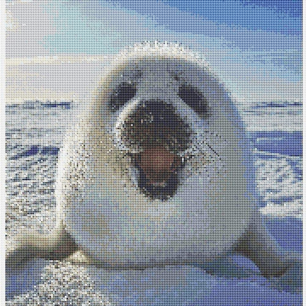 Adults Kids,Craft Rhinestone with Diamonds Set Arts Decor Happy White Seal Fish 11.8x11.8in 1 Pack by SAROW c