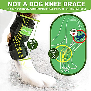 CATUPUNIS 2PCS Dog Braces for Back Leg for Support. Dog Arthritis Brace. Hind Leg Support for Dogs. Leg Brace for Dogs Back Leg. Dog Leg Brace. Dog Back Leg Support Brace. Dog Hock Brace Rear Leg (L)