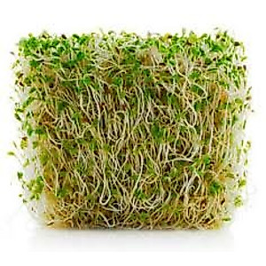 Todd’s Seeds - Alfalfa Sprouting Seeds - 1 Pound Bulk Alfalfa Seeds - Fast Growing Seeds with High Sprout Germination