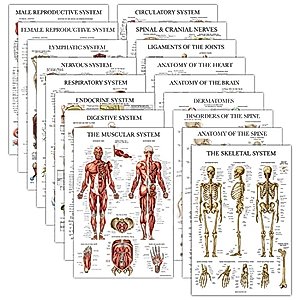 17 Pack - Anatomical Posters - Laminated - Muscular, Skeletal, Digestive, Respiratory, Circulatory, Endocrine, Lymphatic, Male & Female, Nervous, Spinal Nerves, Anatomy Charts - 18" x 24"