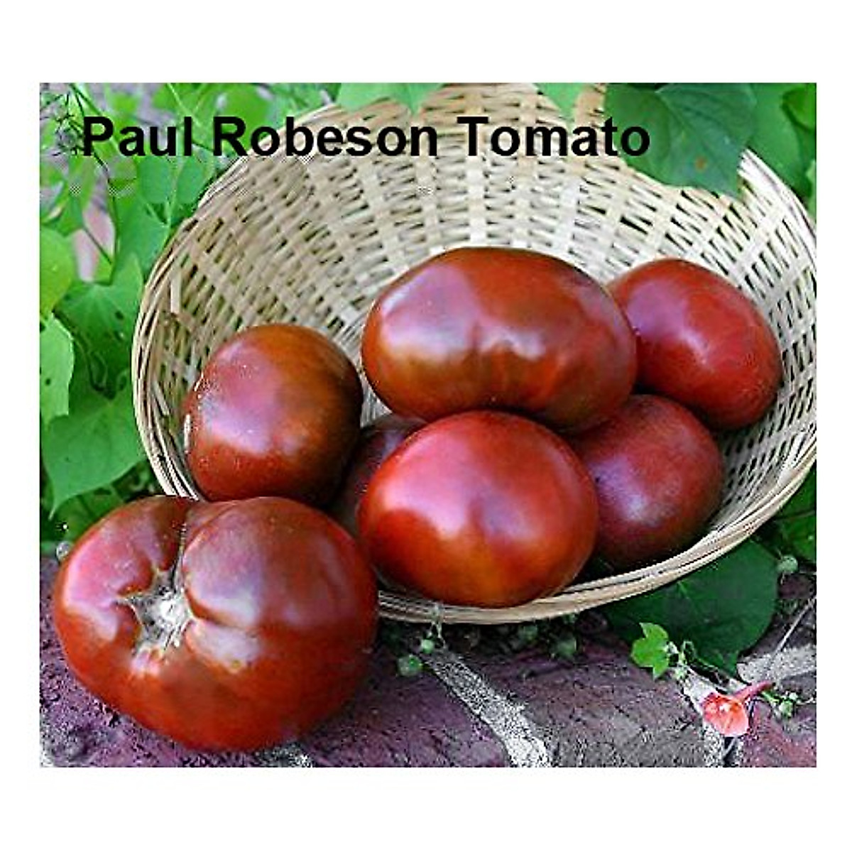 Mixed Seeds! 30+ Black Tomato Seeds, Mix of 9 Varieties, Heirloom Non-GMO, Black Prince, Cherokee Purple, Black Cherry, from USA