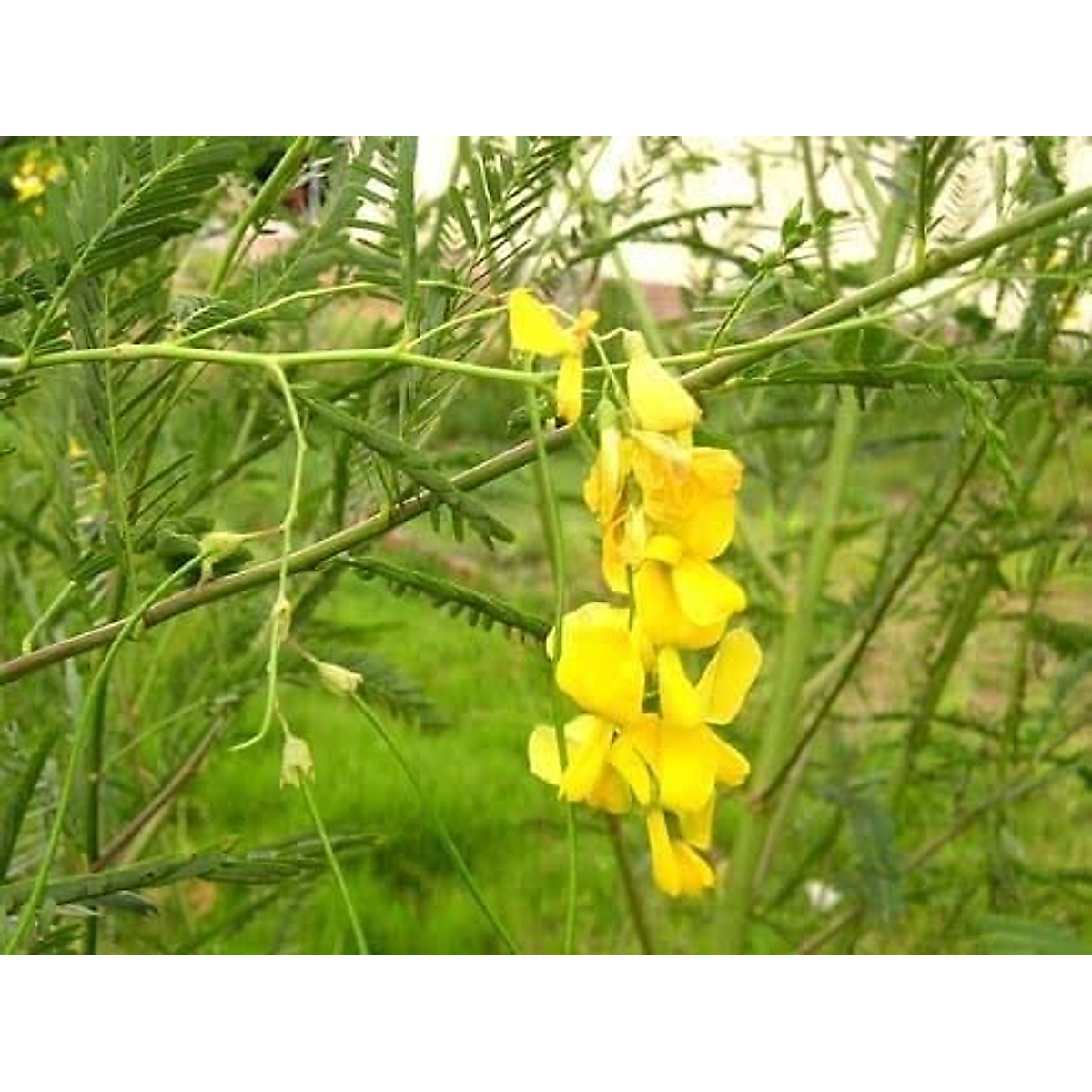 300 Sesbania Sesban Seeds - Điên điển - Fast Growing Yellow Hummingbird Tree (Egyptian Rattle pod - Egyptian Riverhemp) Vietnamese Herb and Vegetable