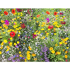 Perennial Wildflower Seeds Package with 25 Different Varieties 100,000 Seeds, Hummingbird and Butterfly Garden Seeds, Popular Perennial Flower Seeds, Non-GMO Wildflower Seeds Mix for Your Garden