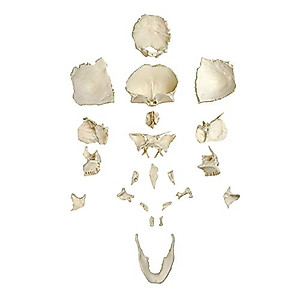 Parco Scientific PB00157 22-Part Totally Disarticulated Plastic Skull