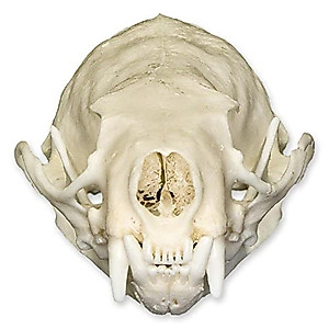 Real American Mink Skull A Quality