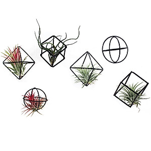 ZOOELAY Small Air Plant Holders Stand Black Airplants Rack Planters Metal Air Fern Plant Display Cage Geometric Tillandsia Pot Containers Gift Idea 6 Pcs
