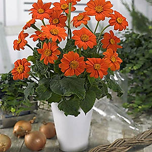 Outsidepride Orange Tithonia Mexican Sunflower Garden Cut Flower Plant - 500 Seeds