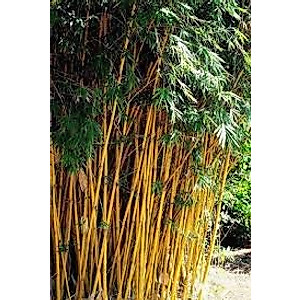 Bambusa Alphonse KARR / Golden Hedge Clumping Bamboo - Non-Invasive Variety 1 Gallon Size