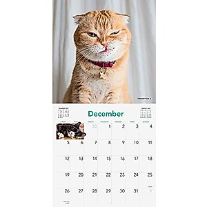 Cats on Catnip Wall Calendar 2021