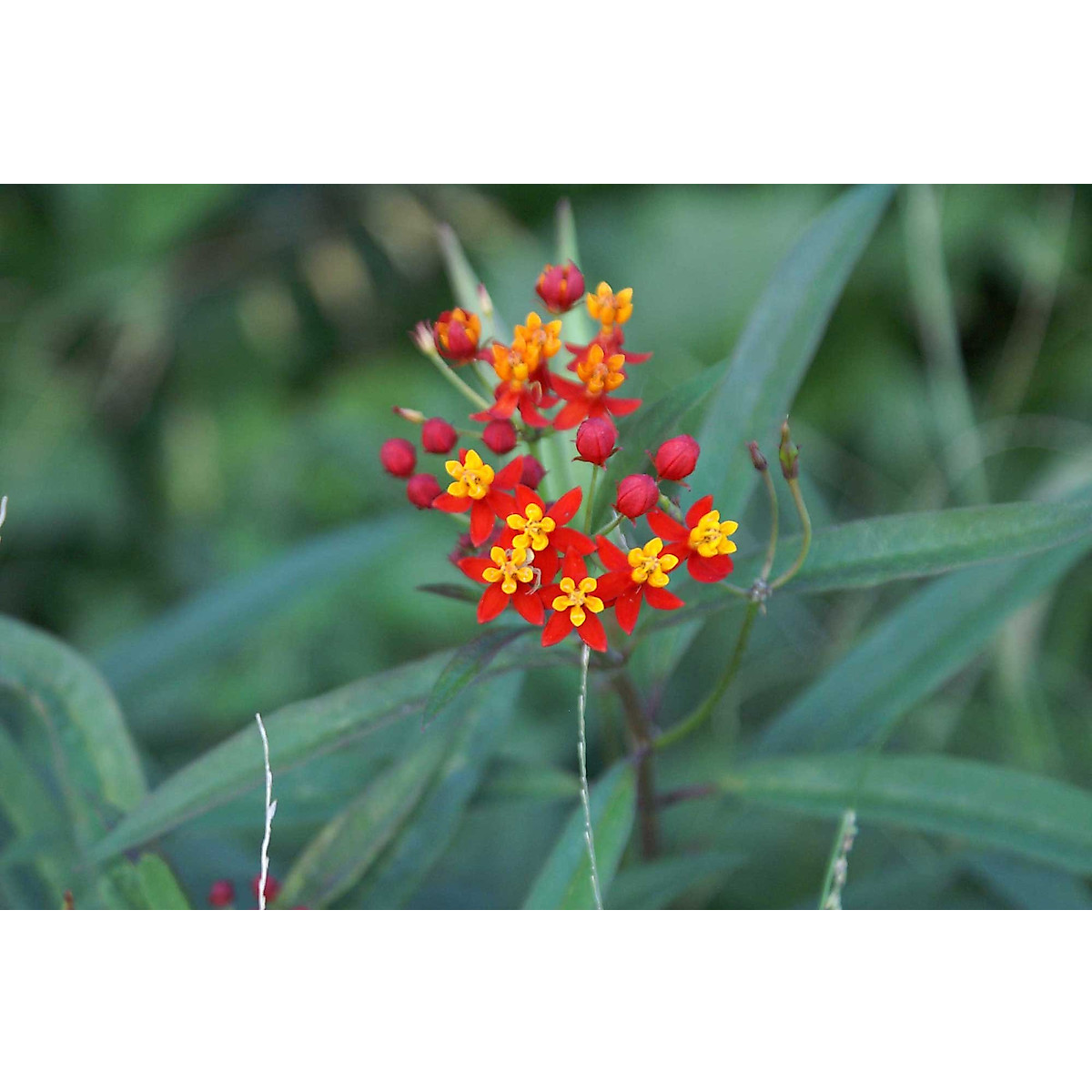 Asclepias curassavica | Butterfly Bush | Scarlet Milkweed | 200_Seeds