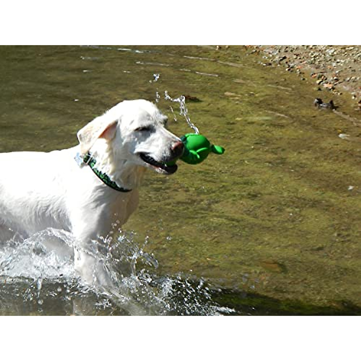 Cycle Dog 3-Play Hippo Dog Toy, Ecolast Post Consumer Recycled Material, Blue