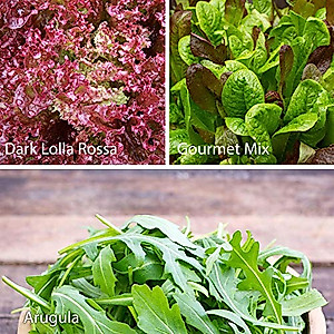 7 Varieties of Leafy Power Green Organic Seeds, Non-GMO Seeds for Planting, Heirloom Seeds - Spinach Seeds, Arugula, Kale, Lolla Rossa Lettuce Seeds, Buttercrunch, Gourmet Mix Lettuce, Swiss Chard