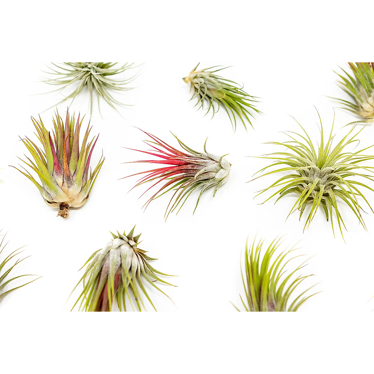 50 Pack Large Air Plants Tillandsia Ionantha Guatemala - Live Succulent House Plants - Available in Wholesale and Bulk - Home and Garden Decor - Easy Care Indoor and Outdoor Plants