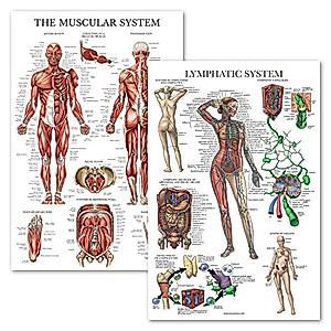 Palace Learning 2 Pack - Muscular System Anatomical Poster + Lymphatic System Anatomy Chart