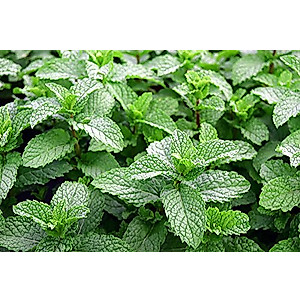 100+ Mojito Mint Seeds, Heirloom Herb Non-GMO, Fragrant Rare! Ships from USA