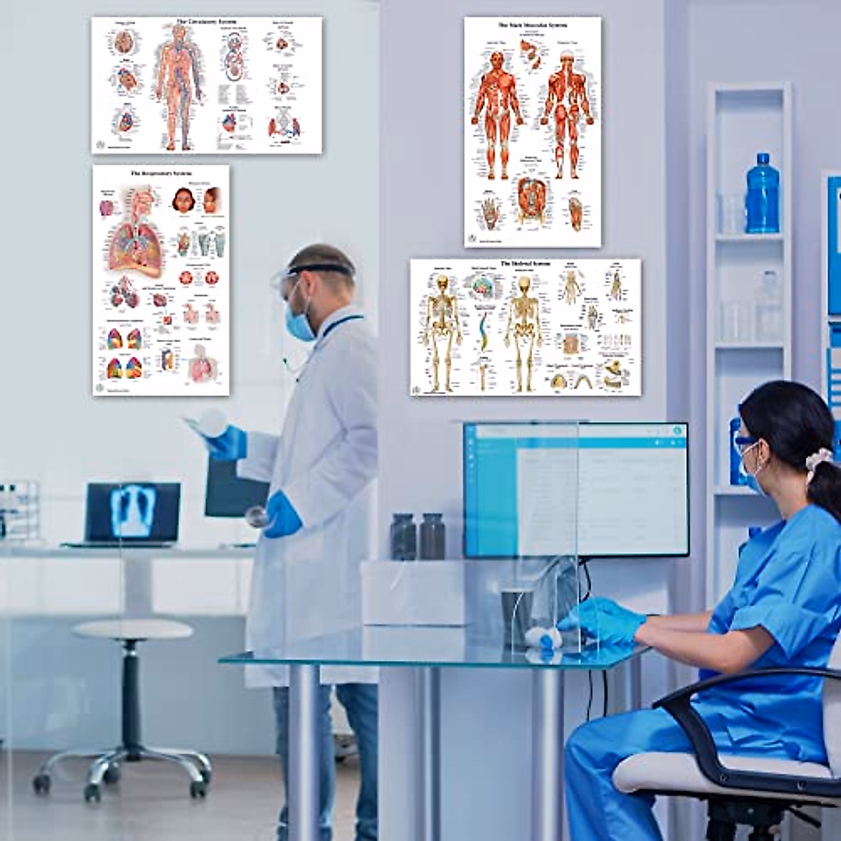 6 Anatomy Posters - 18x30, Medical Posters, Skeletal System, Female and Male Muscular Systems, Respiratory System, Circulatory System, Endocrine System, Anatomical Charts, Human Anatomy Learning, Nursing, Chiropractic, Medical Decor, Laminated