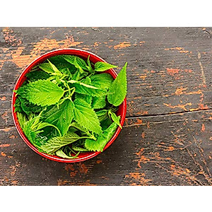 Gaea's Blessing Seeds - Stinging Nettle Seeds - Non-GMO Seeds with Easy to Follow Instructions - Open-Pollinated Heirloom 95% Germination