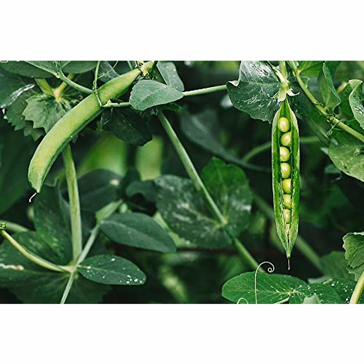 Lincoln Garden Pea Seeds for Planting, 50+ Heirloom Seeds Per Packet, (Isla's Garden Seeds), Non GMO Seeds, Botanical Name: Pisum sativum, Great Home Garden Gift