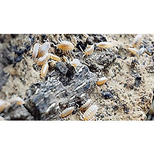 Bugzy Bugs Powder Orange Live Isopods Porcellio Pruinosus Cleanup Crew Roly Poly for Insect Terrarium Reptile Pet Food