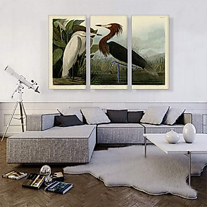 ARTCANVAS Purple Heron Canvas Art Print Stretched Framed Painting Picture Poster Giclee Wall Decor by John James Audubon - 60" x 40" (0.75" Deep) (3-Piece)