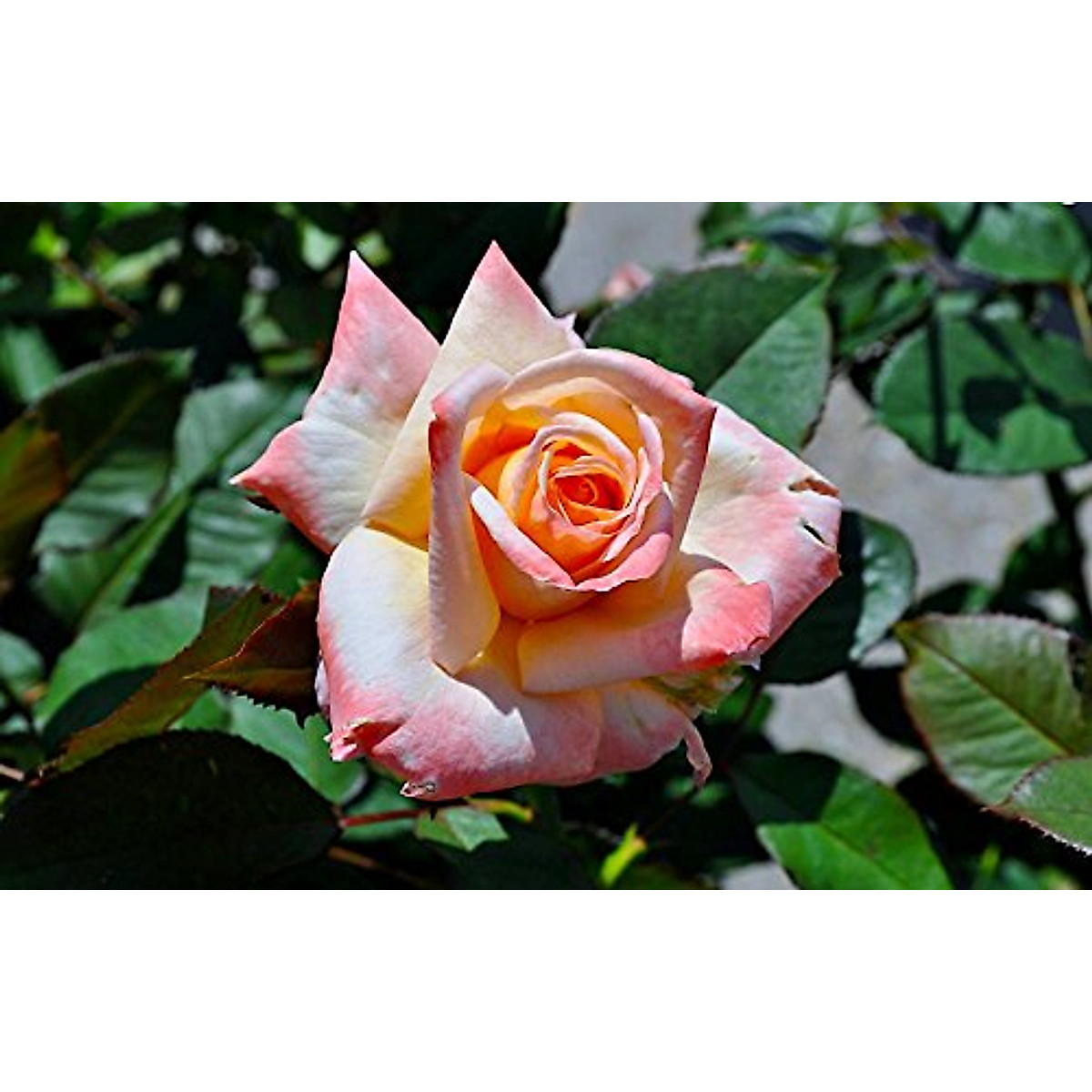 Nelson Plant Food Rose Food for All Types of Roses Climbing Tea Knock Outs Grandiflora with Five Sources of Nitrogen Nutri Star 18-14-10 (2 LB)