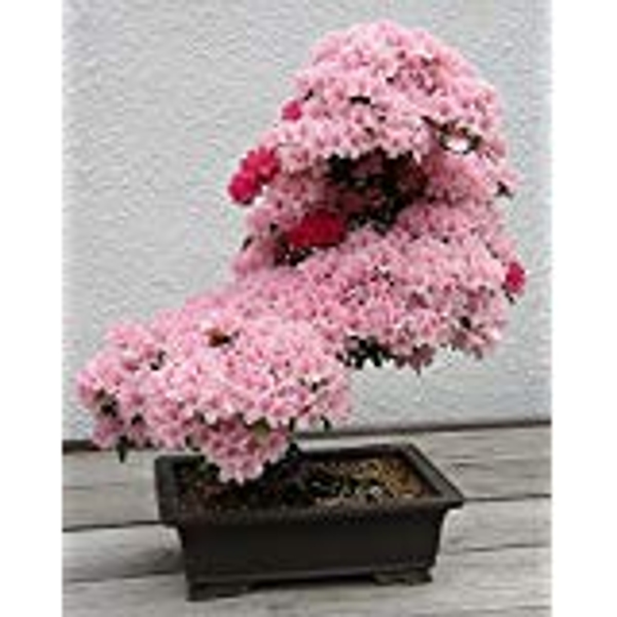 Bonsai Tree Japanese Sakura Seeds. Rare Japanese Cherry Blossoms Flowers Seeds in Bonsai,Pink Prunus Serrulata15 Seeds/Pack