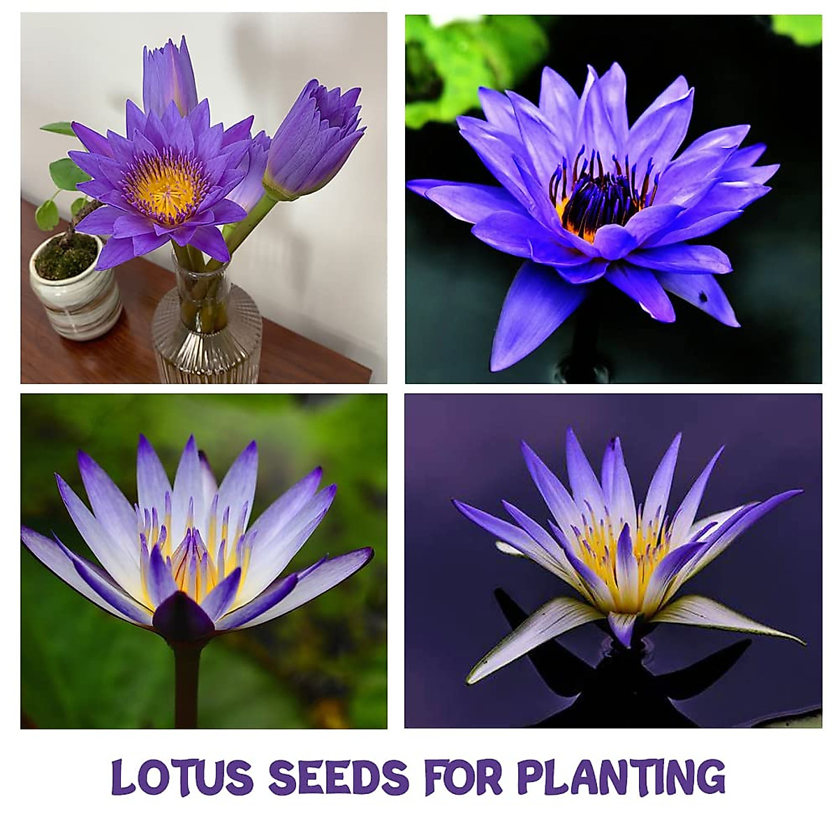 35+ Bonsai Lotus Flower Seeds for Home Planting Ornamental, Mixed Pink & Red Flower, Aquatic Plant for Courtyard, Hotel, Goldfish Pond, Water Lily Seeds