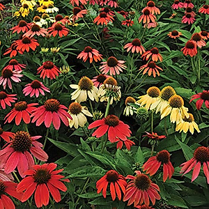 Outsidepride Echinacea Purpurea Purple Coneflower Cheyenne Spirit Garden Cut Flower Seed Mix - 20 Seeds