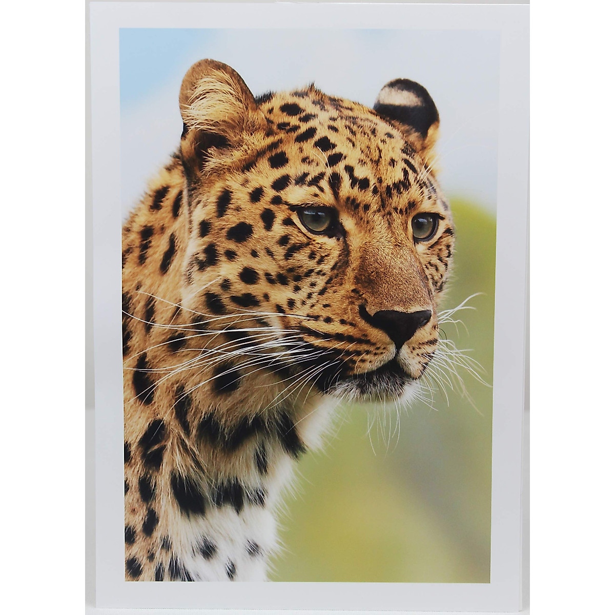 PPD 50 Sheets Inkjet Super Premium Glossy Photo Paper 11x17 68lbs 255gsm 10.5mil Tabloid Size Microporous Professional Photographer Grade Instant Dry Fade and Water Resistant (PPD-16-50)