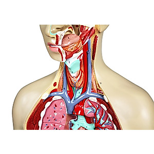 Vision Scientific VAT107-DC 17 Parts Sexless Human Torso | Open Back Exposes Muscular Layers, Vertebral Volume, Nerve Branches |Neck Dissected Shows Muscular, Neural, Vascular and Glandular Structure