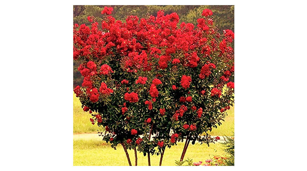 Dallas Red Tree Crape Myrtle | Bright Cherry Red Blooms Over 18ft