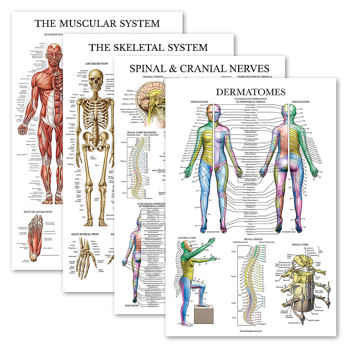 Palace Learning 4 Pack - Anatomical Poster Set - Laminated - Muscular, Skeletal, Spinal Nerves, Dermatomes - Anatomy Chart Set (LAMINATED, 18” x 24”)