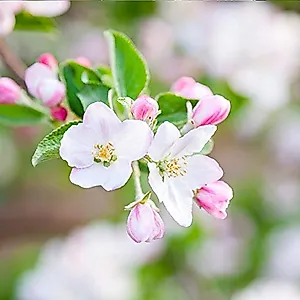 Brighter Blooms - Dwarf Granny Smith Apple Trees, 5-6 Ft. - Home-Grown Apples for Baking or Snacking - No Shipping to AZ, ID, OR, or CA