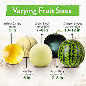 HOME GROWN 5 Melon Fruit Seeds Variety Pack - Watermelon Seeds, Melon Seeds, Cantaloupe, Sugar Baby Watermelon, Honeydew Fruit Seeds for Planting Home Garden - Non GMO Heirloom Seeds for Planting