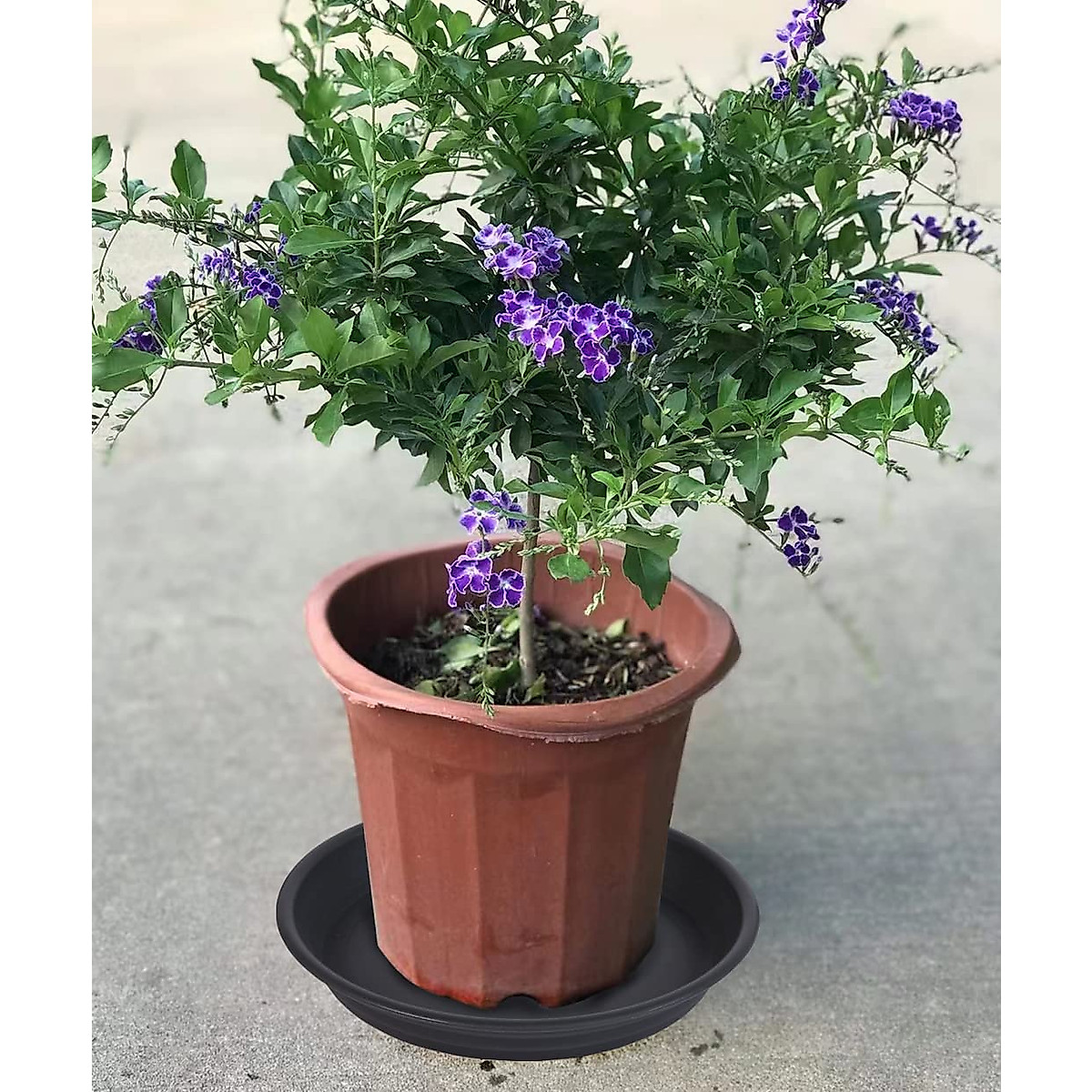 SAUCERHOME Plant Saucer Pot Tray 6 inch, 4 Packs 8 inch (7.6 inch) Plastic Flower Planter Saucers and Drip Trays for Indoors Outdoors, Thick Heavy Sturdy Durable Plant Plate Water Catcher (Black)