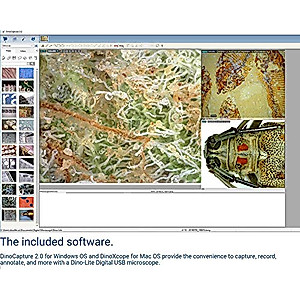 Dino-Lite USB Digital Microscope AM3111-0.3MP, 10x - 50x, 230x Optical Magnification, 8 LEDs