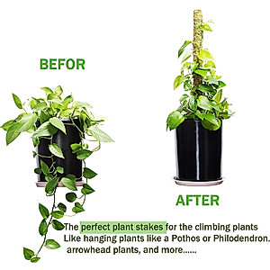 Moss Pole,Moss Pole for Plants Monstera,2 Pack Extending to 27inch Natural Forest Moss Poles for Climbing Plants,Plant Poles for Potted Plants Indoor,Moss Stick Used Separately or Joined Together.