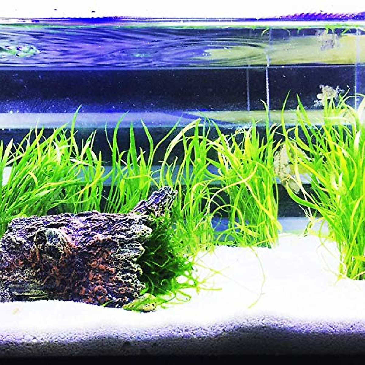 Planterest – Micro Sword Clump Easy Carpet Live Aquarium Plant Decorations BUY2GET1FREE