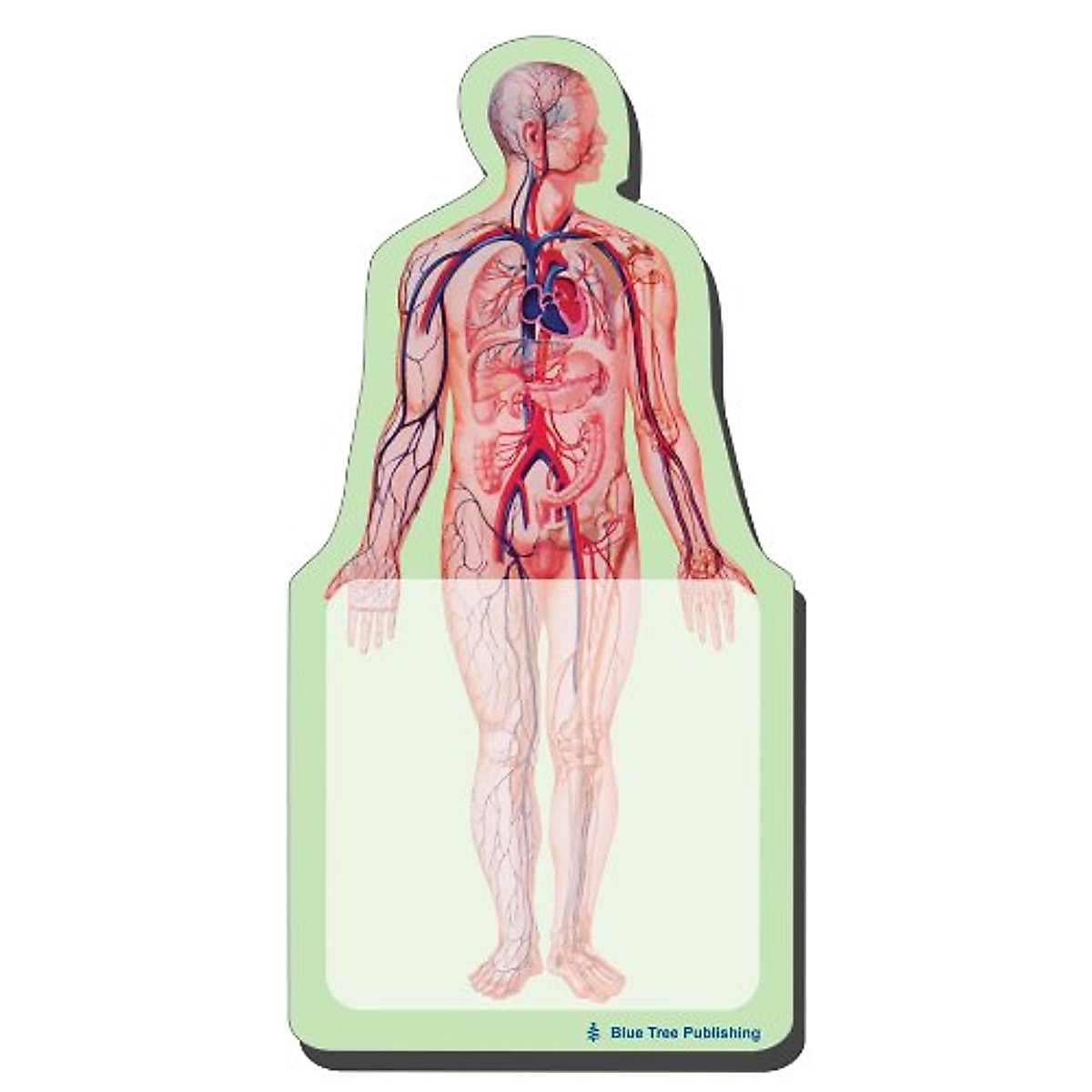 Fun Anatomy Sticky Notes Collection, 6 Pack-100 Sheets Per Pack, Medical Note Pads and Great Gifts.