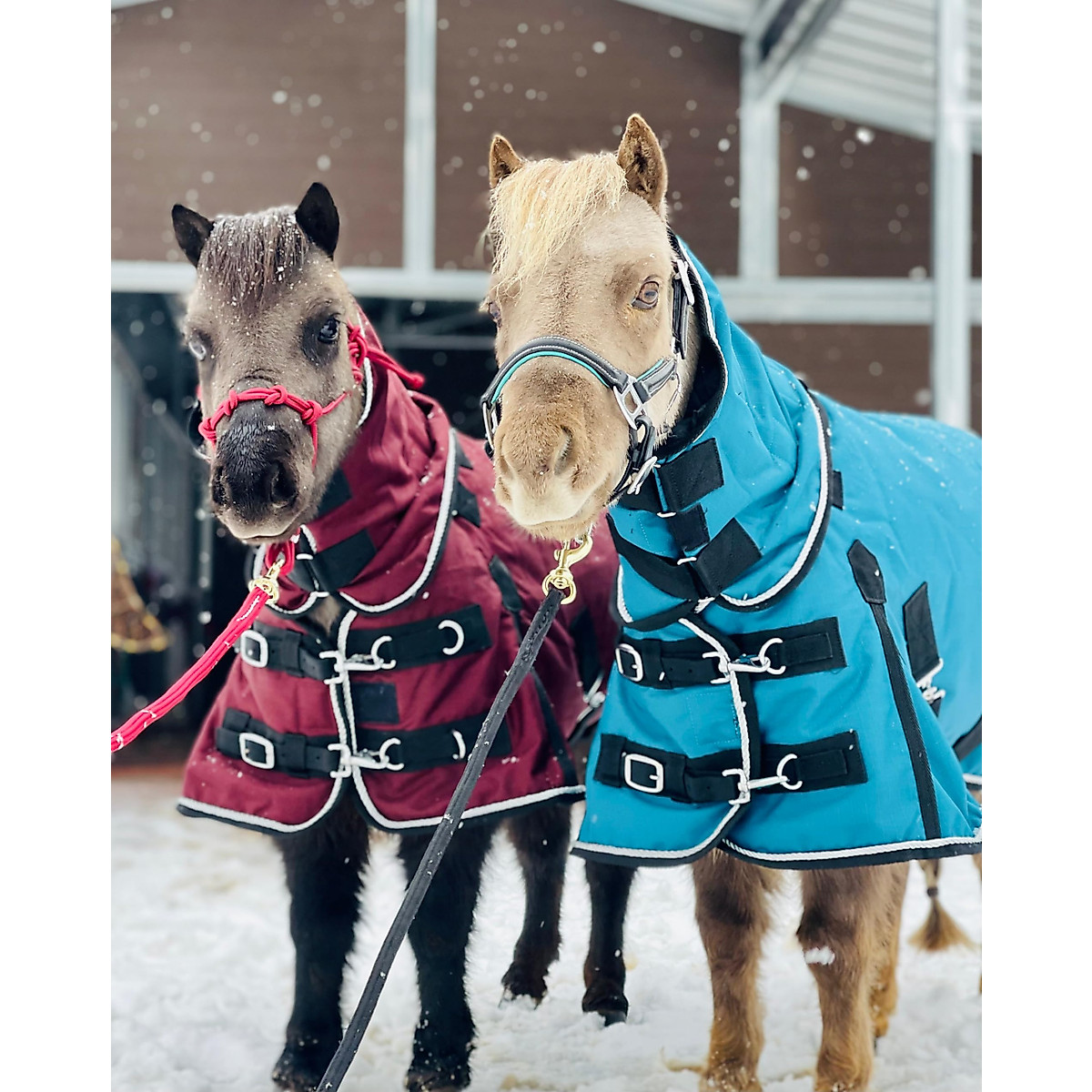 Star Point Horsemanship Mini-Pony Horse Ripstop Waterproof Windproof Blanket Hooded Lightweight Turnout Rain Sheet Breathable Lining 1200 Denier Material 220 Fill (46-48", Teal)
