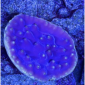 coralSLover Live Saltwater Corals, Brand, Coral Decor for Aquarium, Livestock, Reef, Marine, Turbinaria Purple Scroll Coral