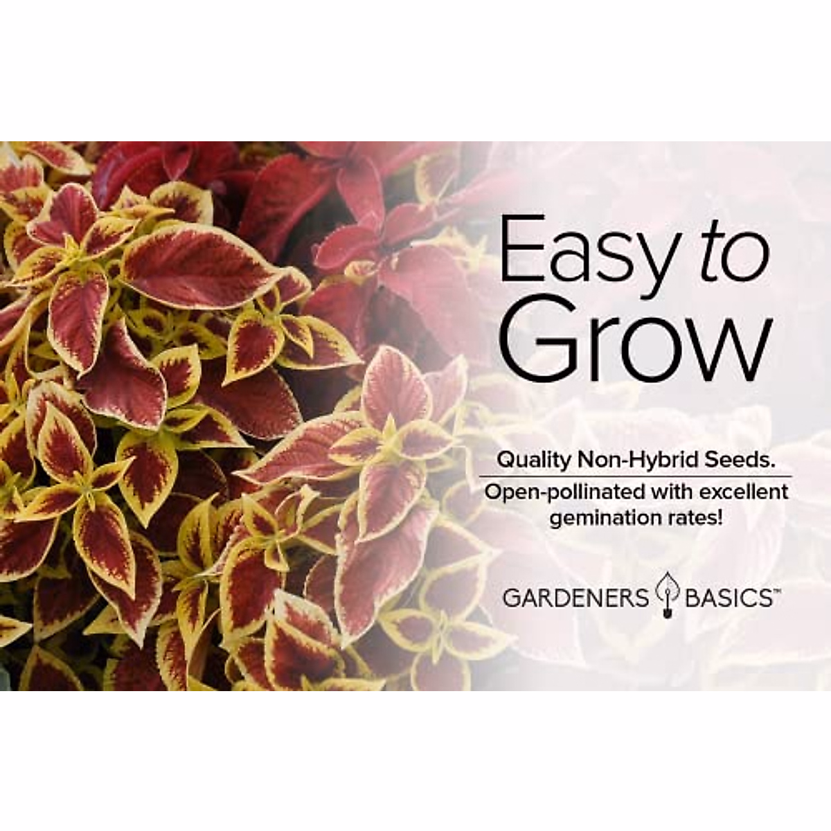 Coleus Seeds for Planting (Rainbow Mix) - Heirloom Non-GMO Shade Plants Seeds for Home Gardens, Containers, Hanging Pots, Decorative Borders and More by Gardeners Basics