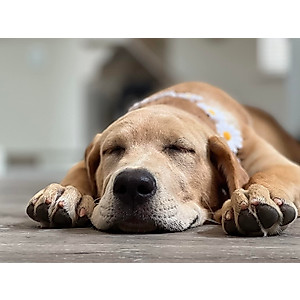 Floral Fall Boho Sunflower Crown Hippies Daisy Hair Wreath Bridal Headpiece Photo Props DY-01 (White)